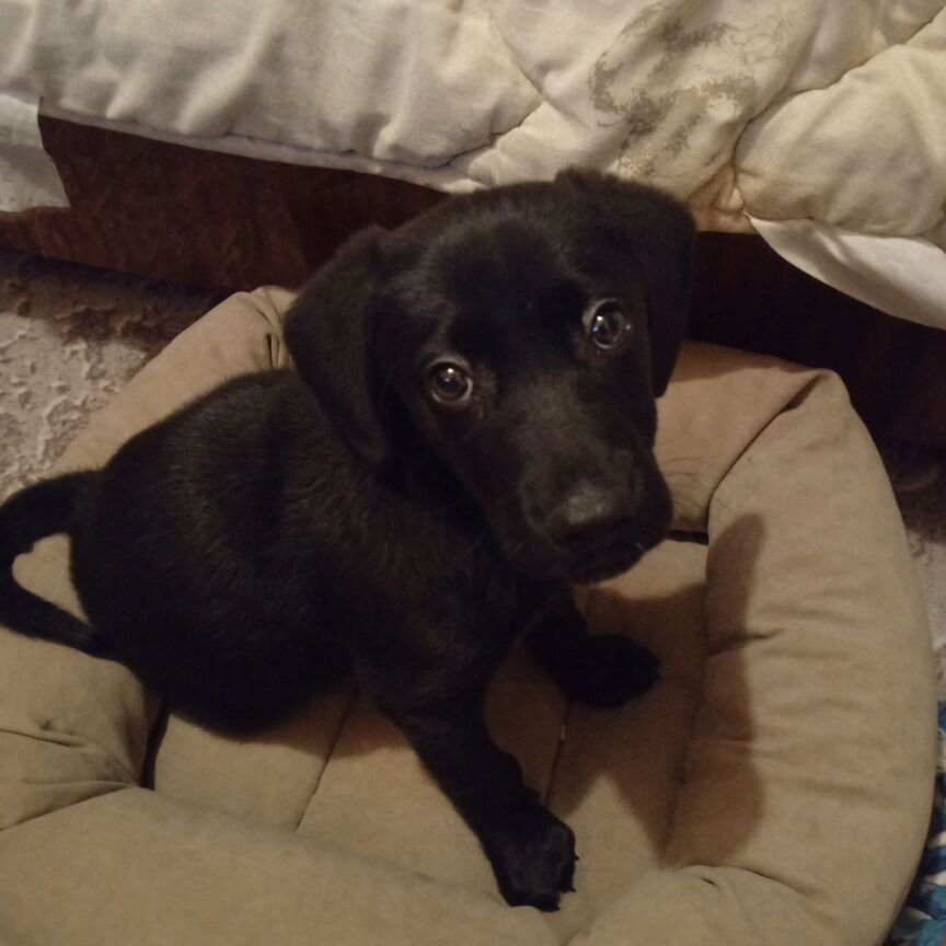 Лабрадор-ретривер, щенок
