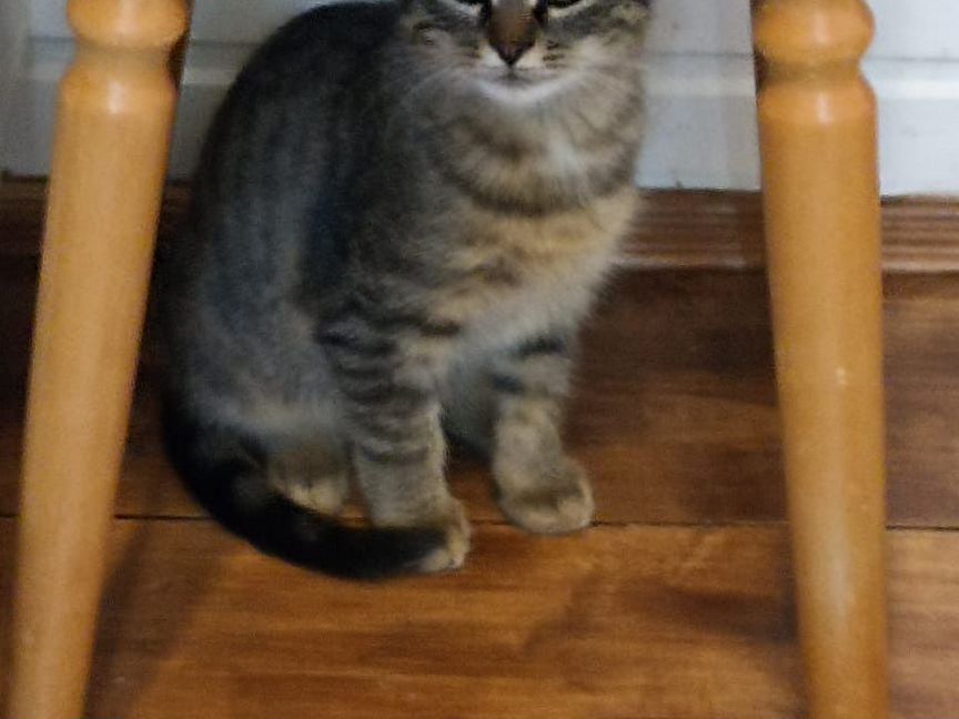 Котенок в дар бесплатно