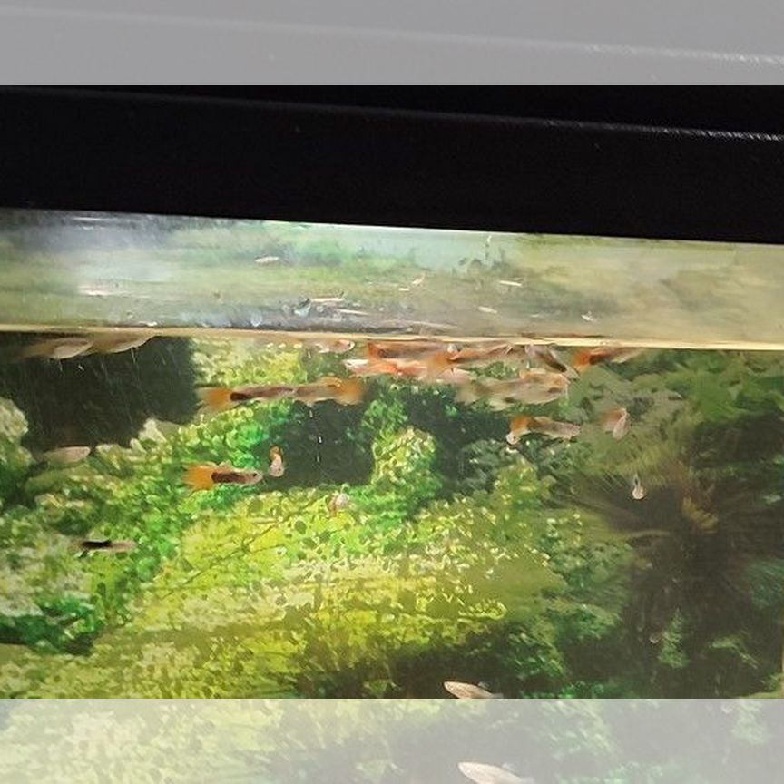 Рыбки гуппи и большой сом