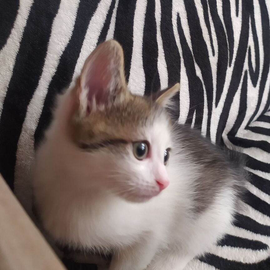 Котёнок от частного владельца