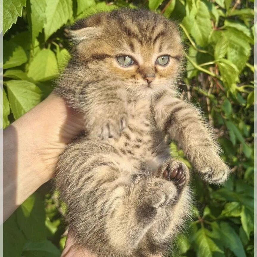 Шотландский вислоухий длинношёрстный котёнок