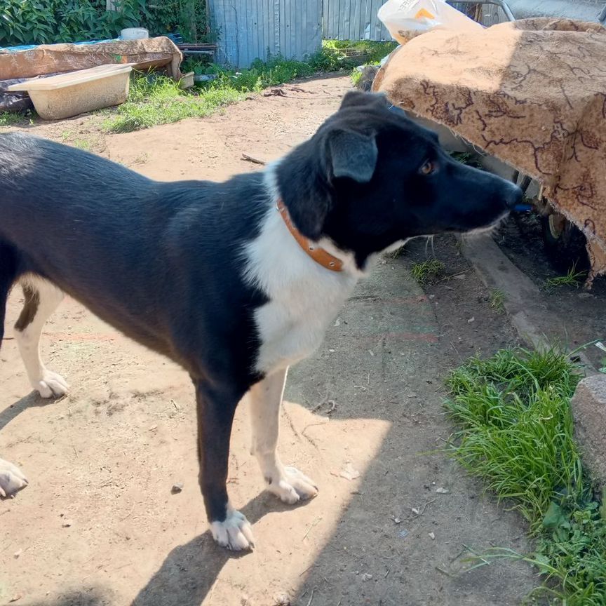 Белла 2г стерильная