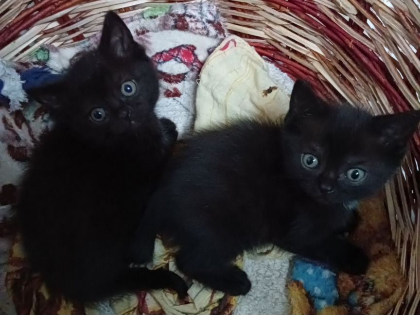 Котята в добрые руки бесплатно