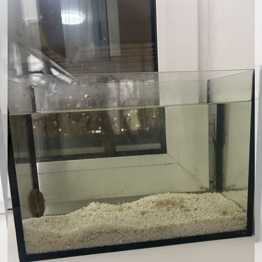 Аквариум с сомиком