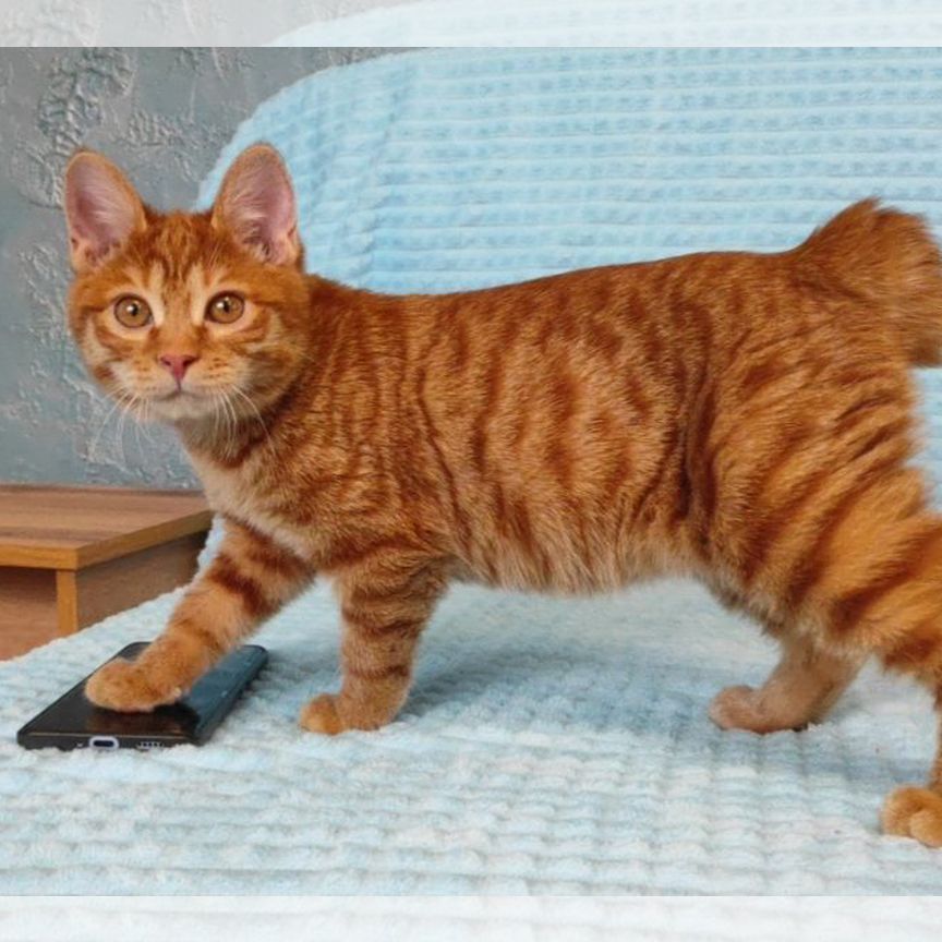 Курильский бобтейл короткошёрстный котёнок