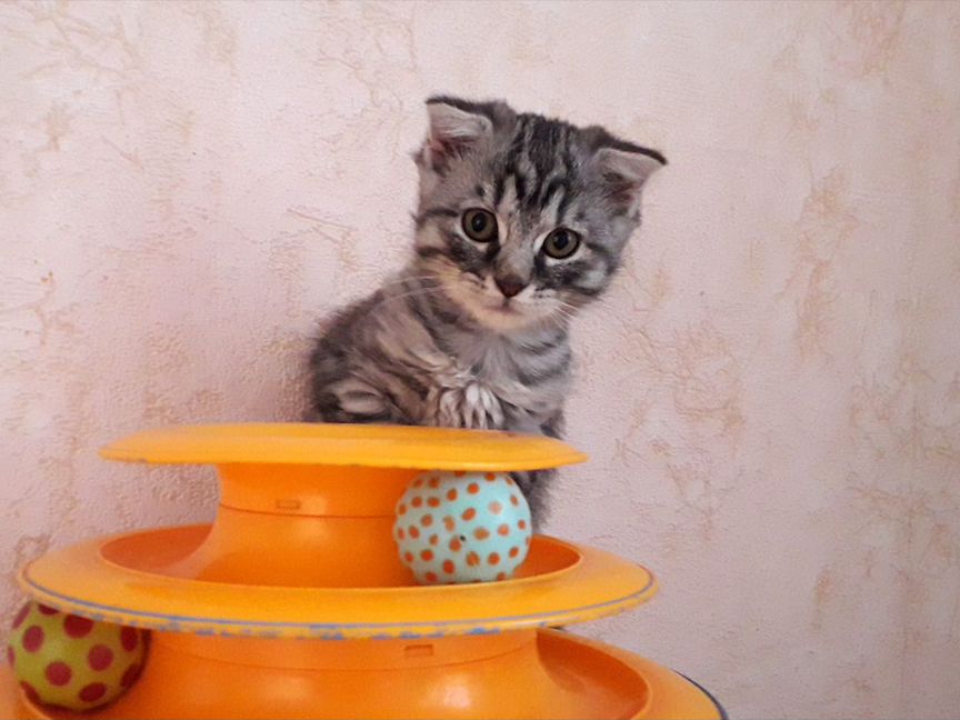 Котенок мальчик в хорошие руки