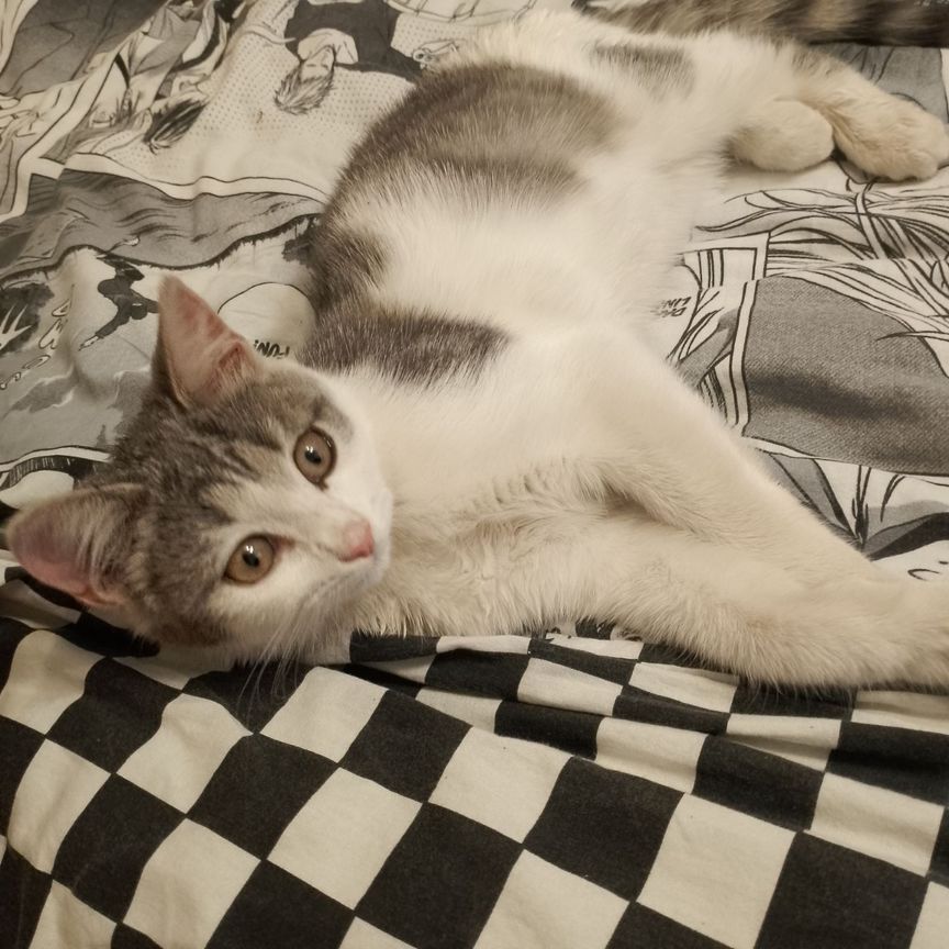 Котенок девочка в добрые руки