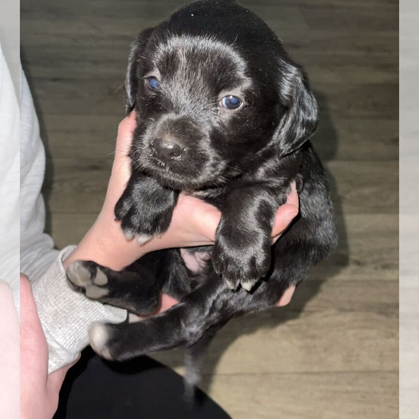 Кокер спаниель, щенок