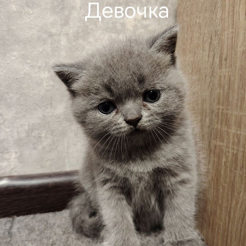 Британский короткошёрстный котёнок
