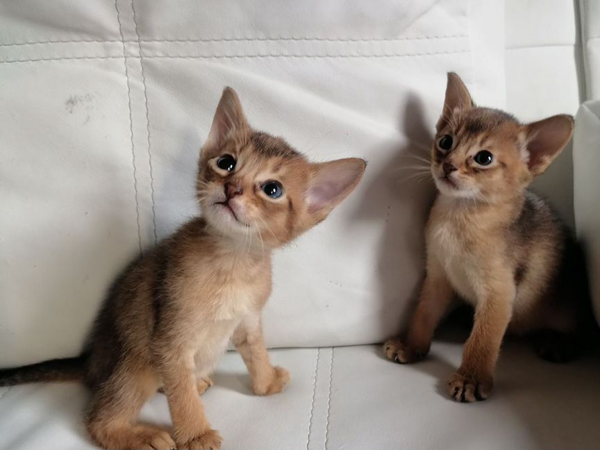 Абиссинские котята