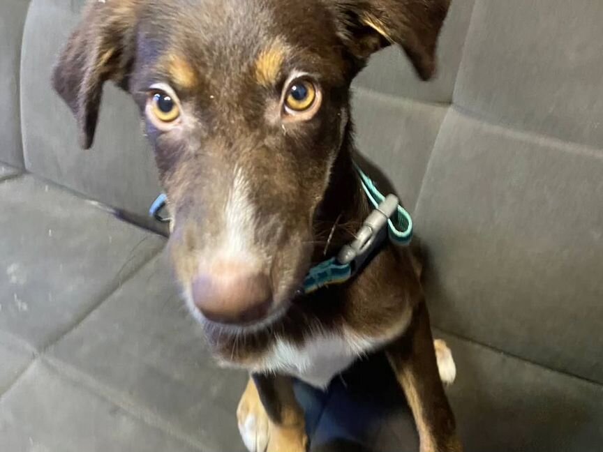 Щенок в добрые руки