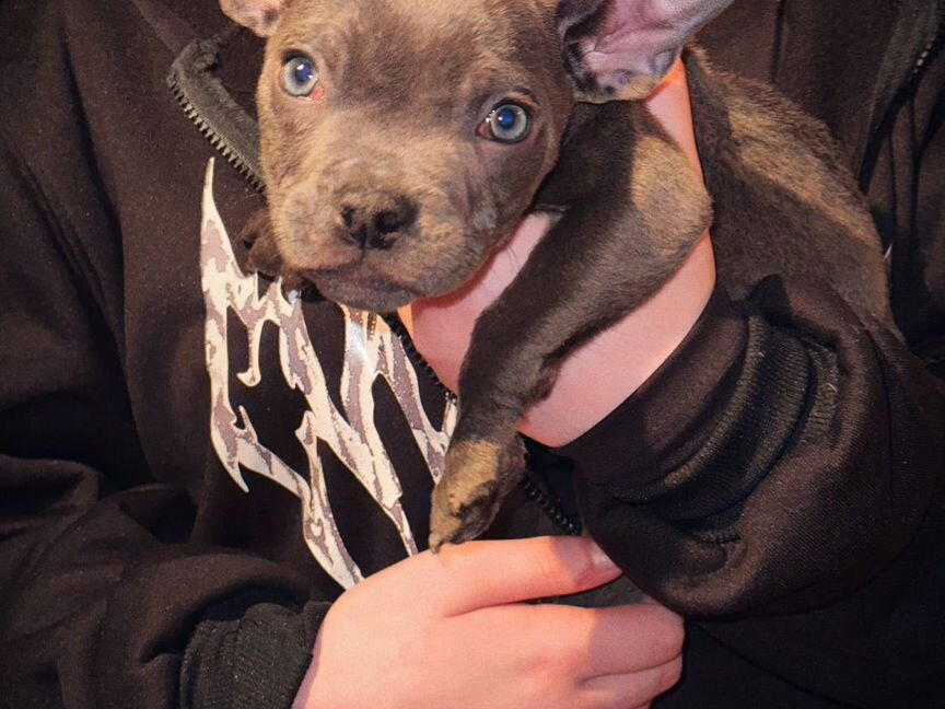 Американский булли микро