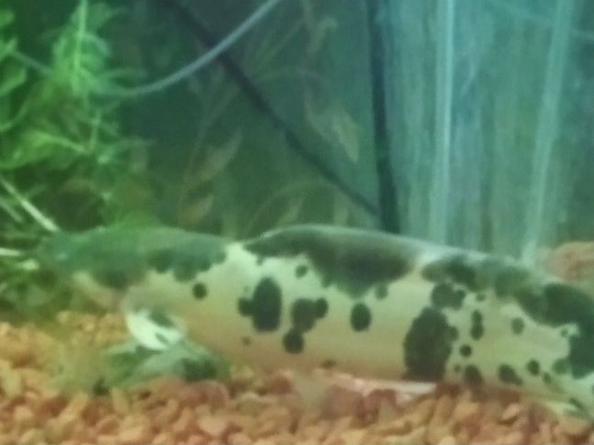 Клариевый сом