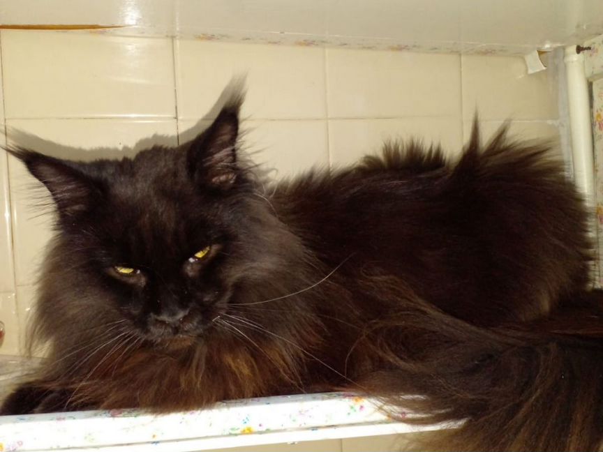 Кошечка мэйн кун бесплатно