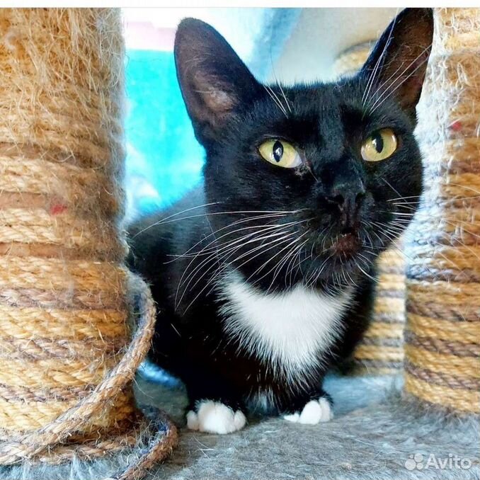 Кошка Люси 1 год, стерелизованна