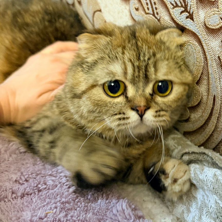 Шотландская вислоухая длинношёрстная, взрослая кошка