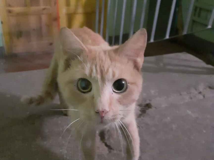 Кот слепой живёт на улице
