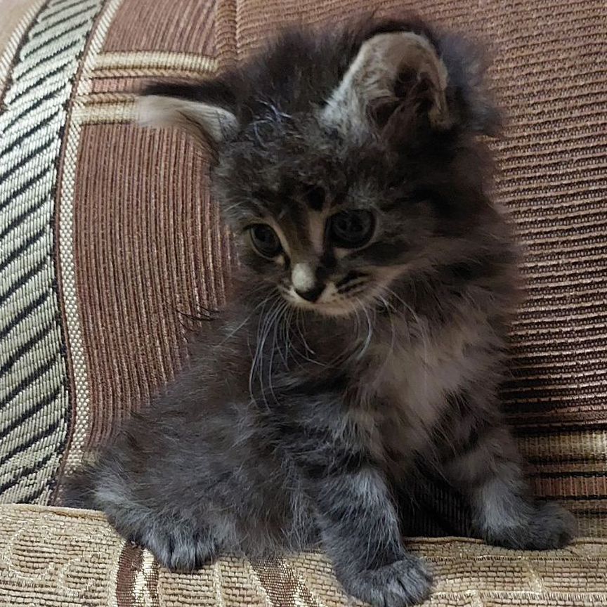 Котёнок в добрые руки