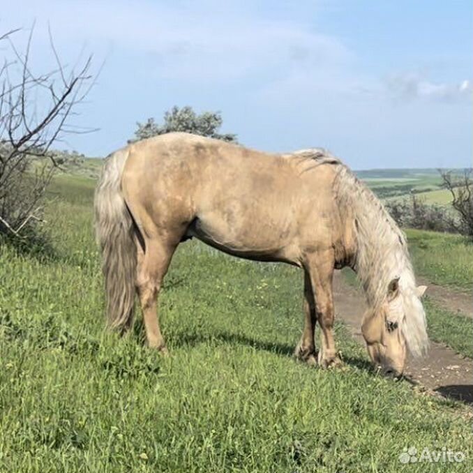 Чистокровный монгольский жеребец