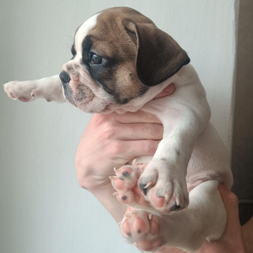 Французский бульдог