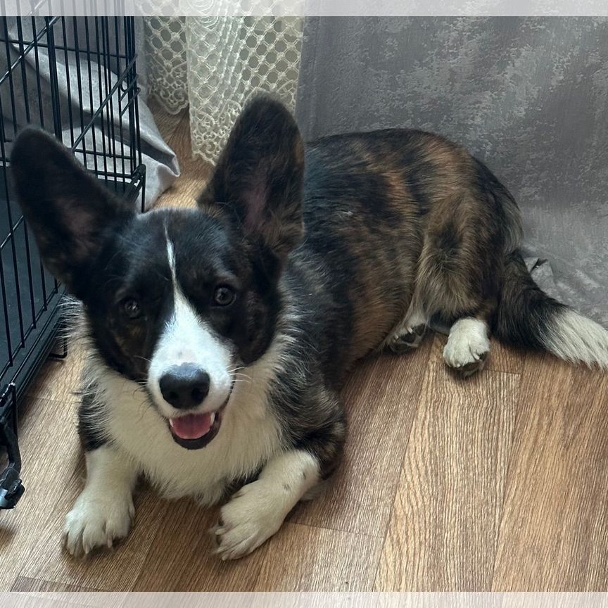 Вельш Корги Кардиган, взрослый пёс