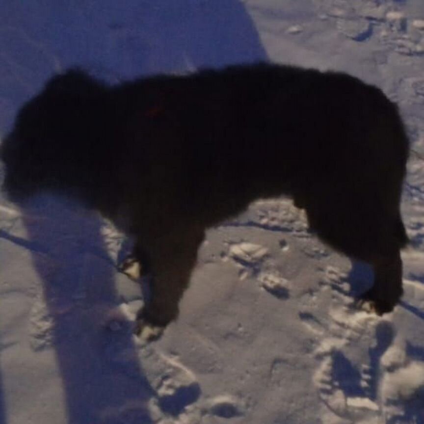 Продается собака