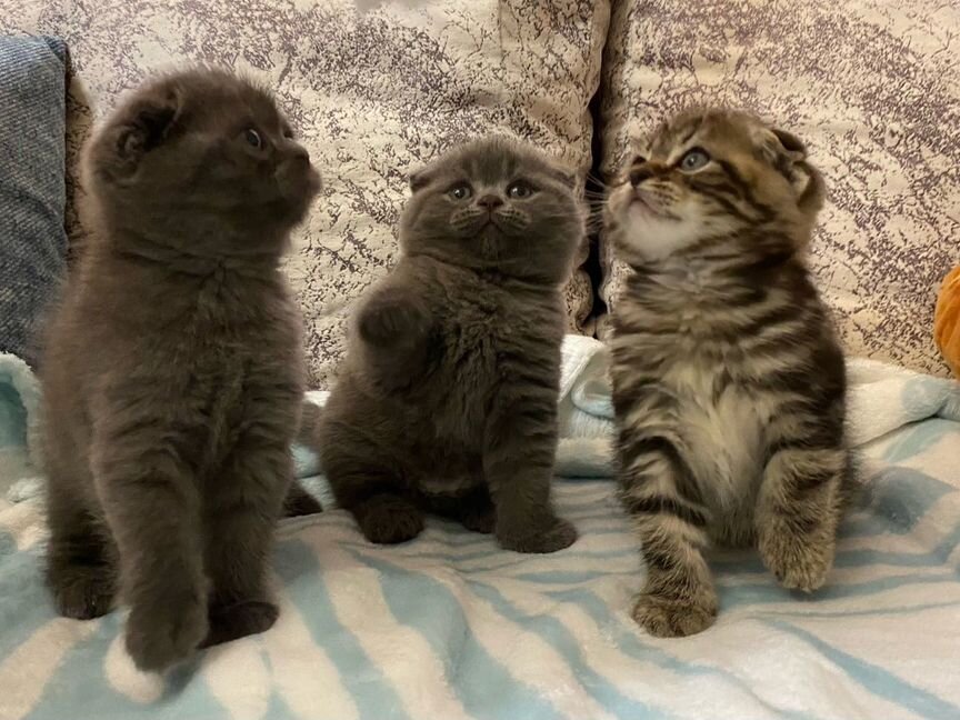 Ребятишки три братишки