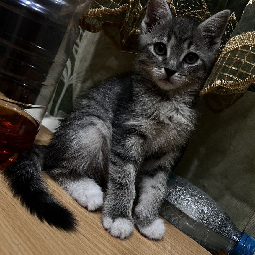 Котята