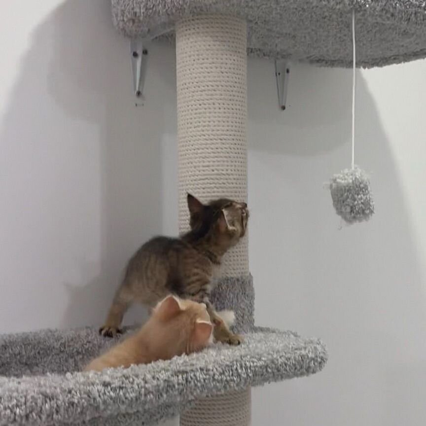 Дом для кошек большой с когтеточкой