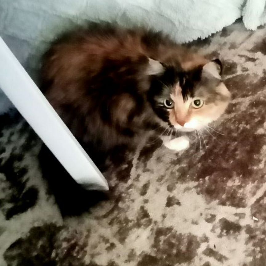 Взрослая, кошка в добрые руки