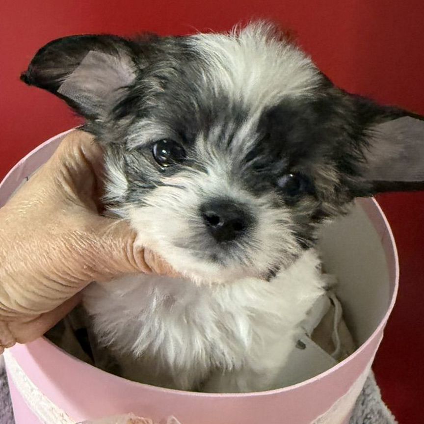 Чихуахуа, щенок