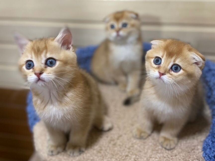 Шотландские котята