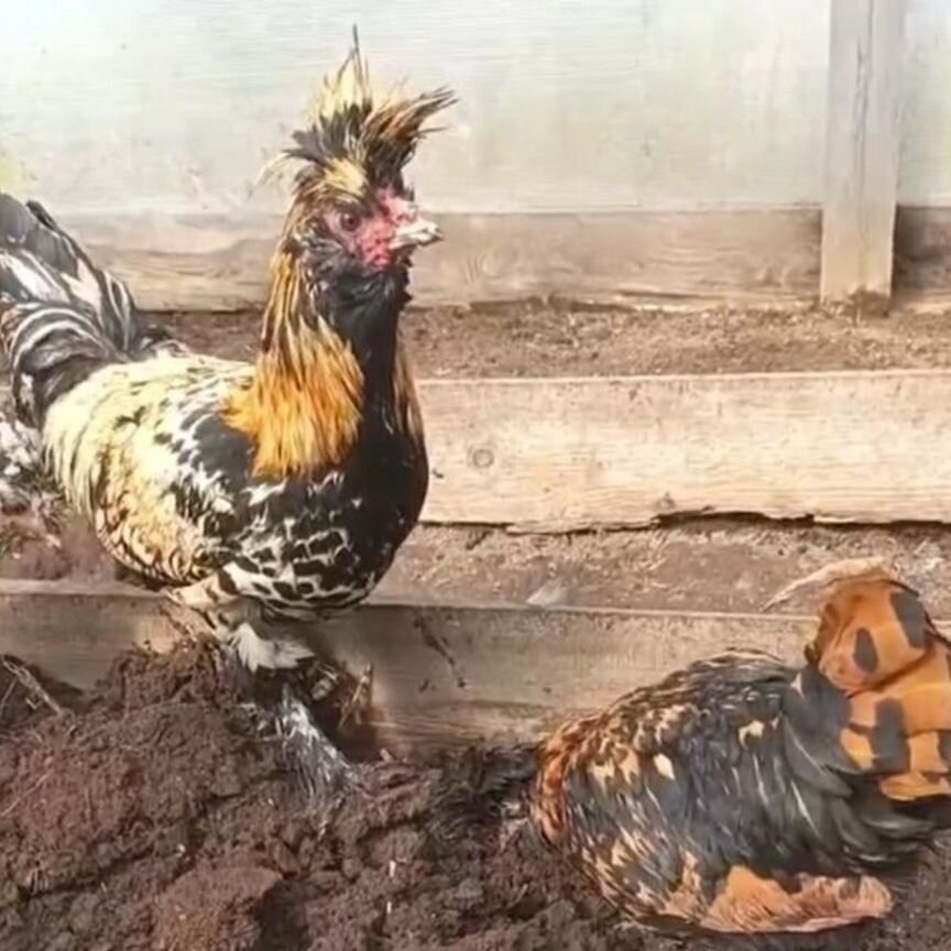 Павловские петушки