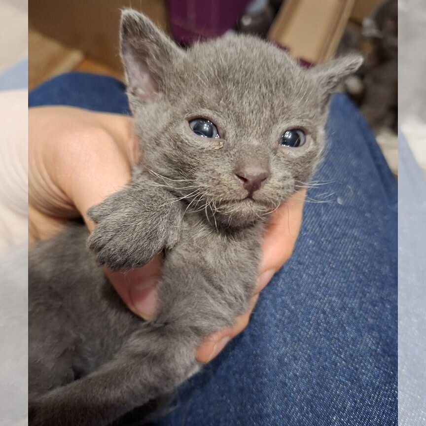 Котёнок от частного владельца