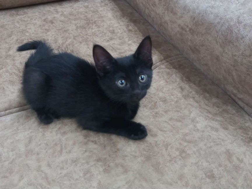 Черныш ищет добрых хозяев