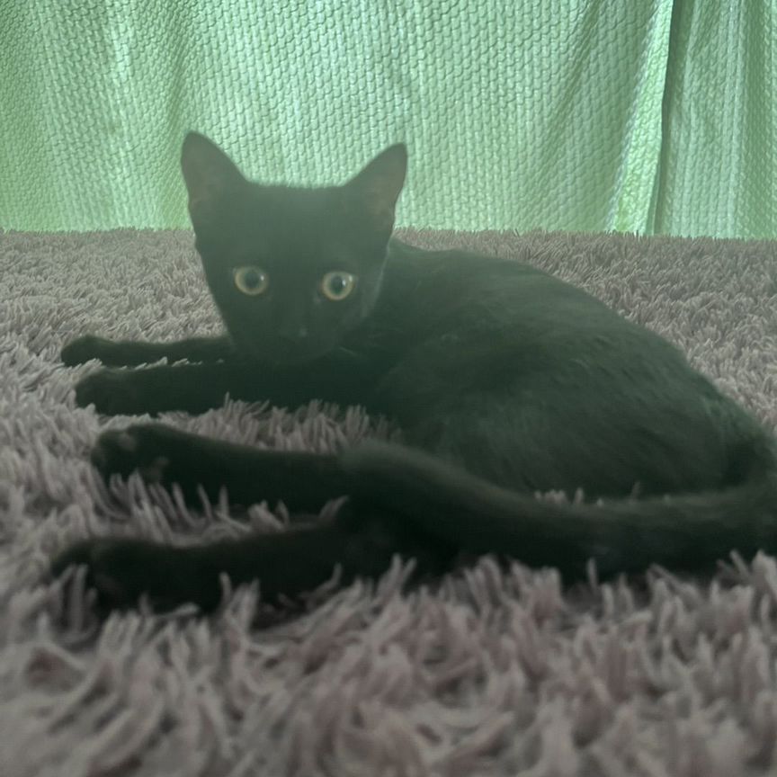 Кошка