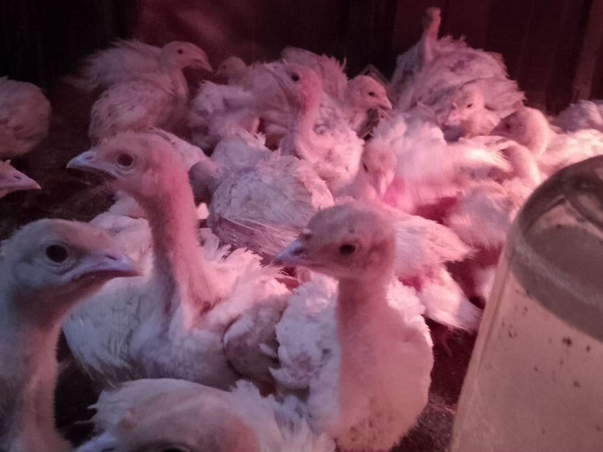 Индюшата хайбрид конвертер Канада