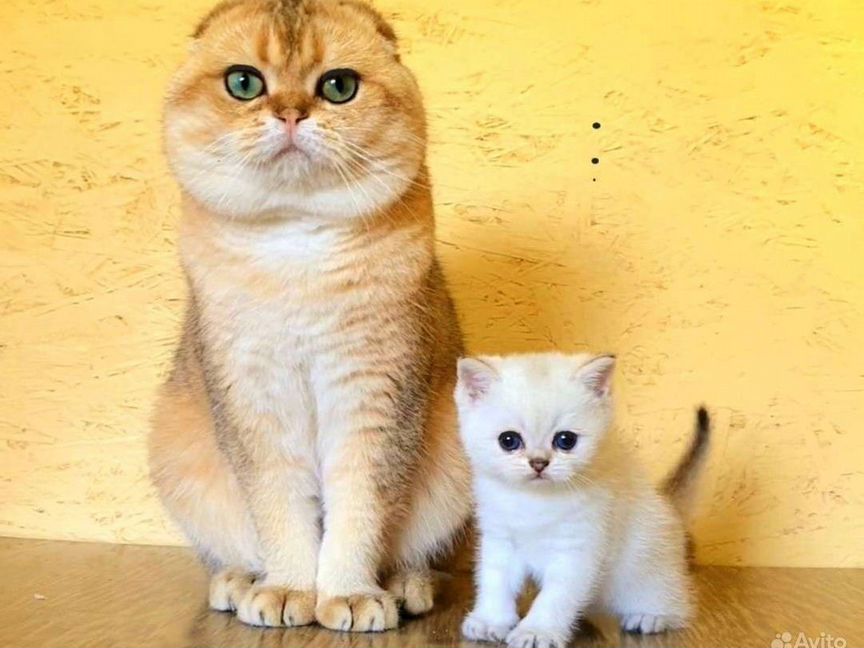 Золотые котята от красивых родителей