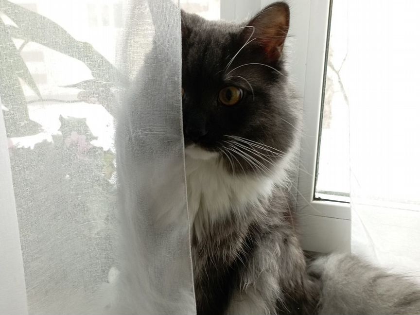 Кот вязка бесплатно