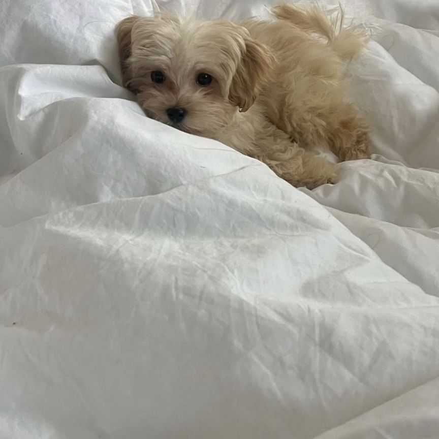 Мальтипу, щенок