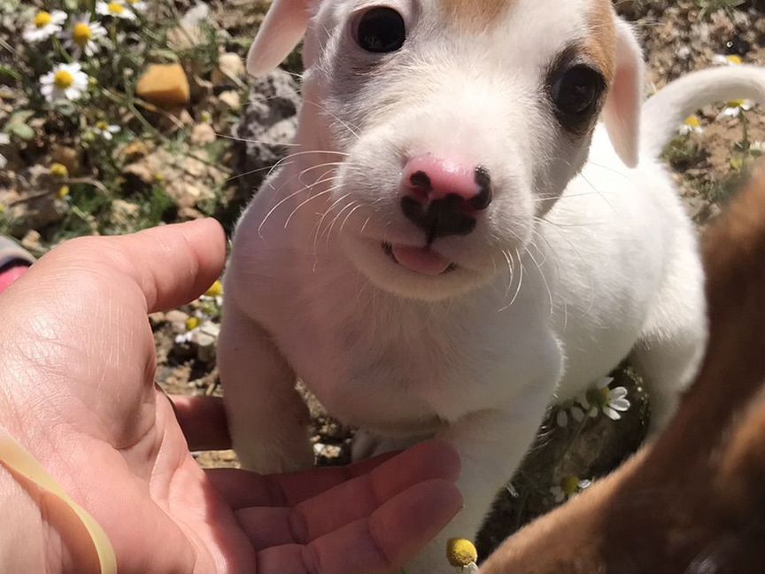 Щенки джек рассел терьер мальчик