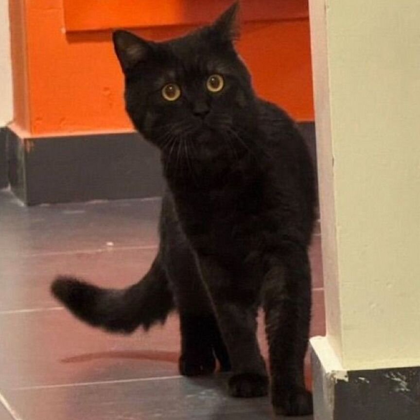 Кот 1 год в беде котик
