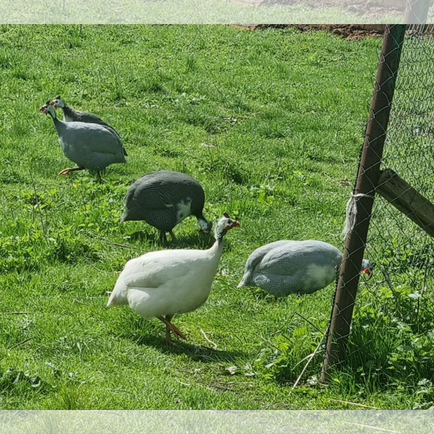 Цесарки