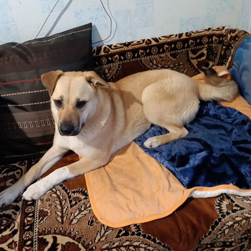 Собака подросток Элси в добрые руки бесплатно