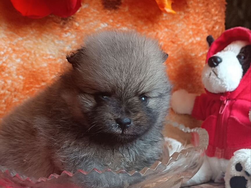 Собака