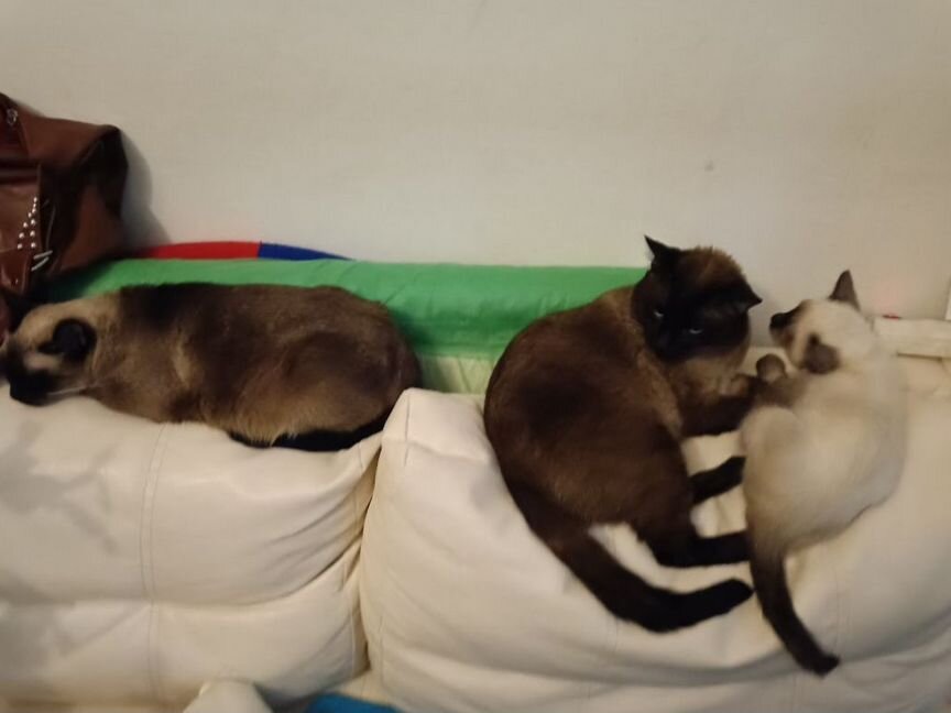 Тайские сиамские котята