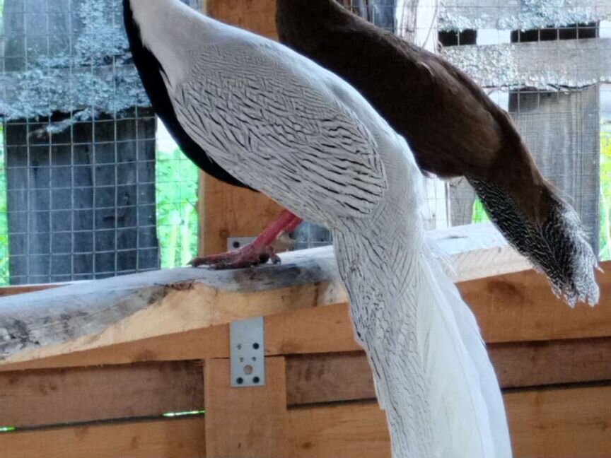 Фазан серебряный -пара