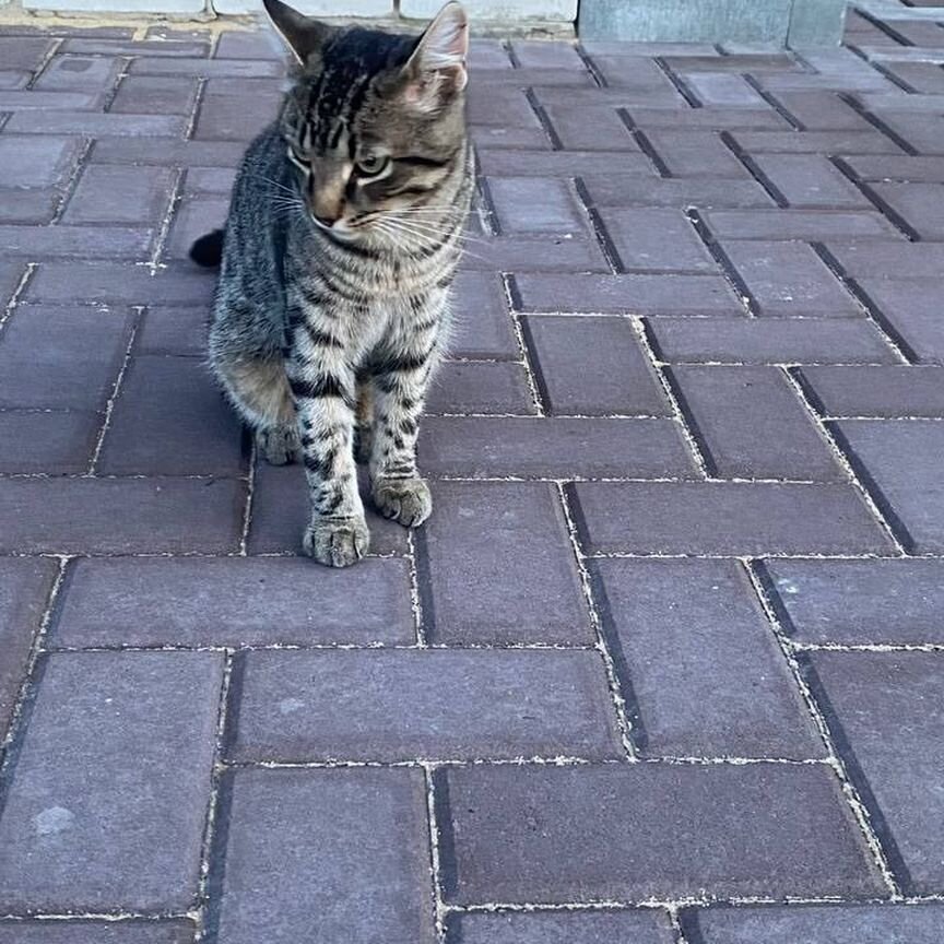 Кот и кошка