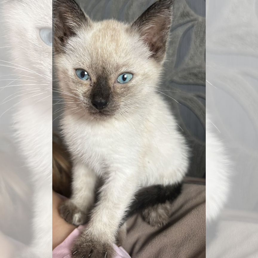 Тайский котёнок