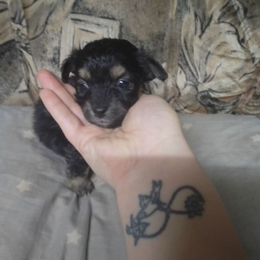 Кутята в добрые руки